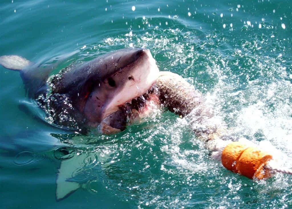 Beginner’s Guide to Spotting Sharks in the Wild