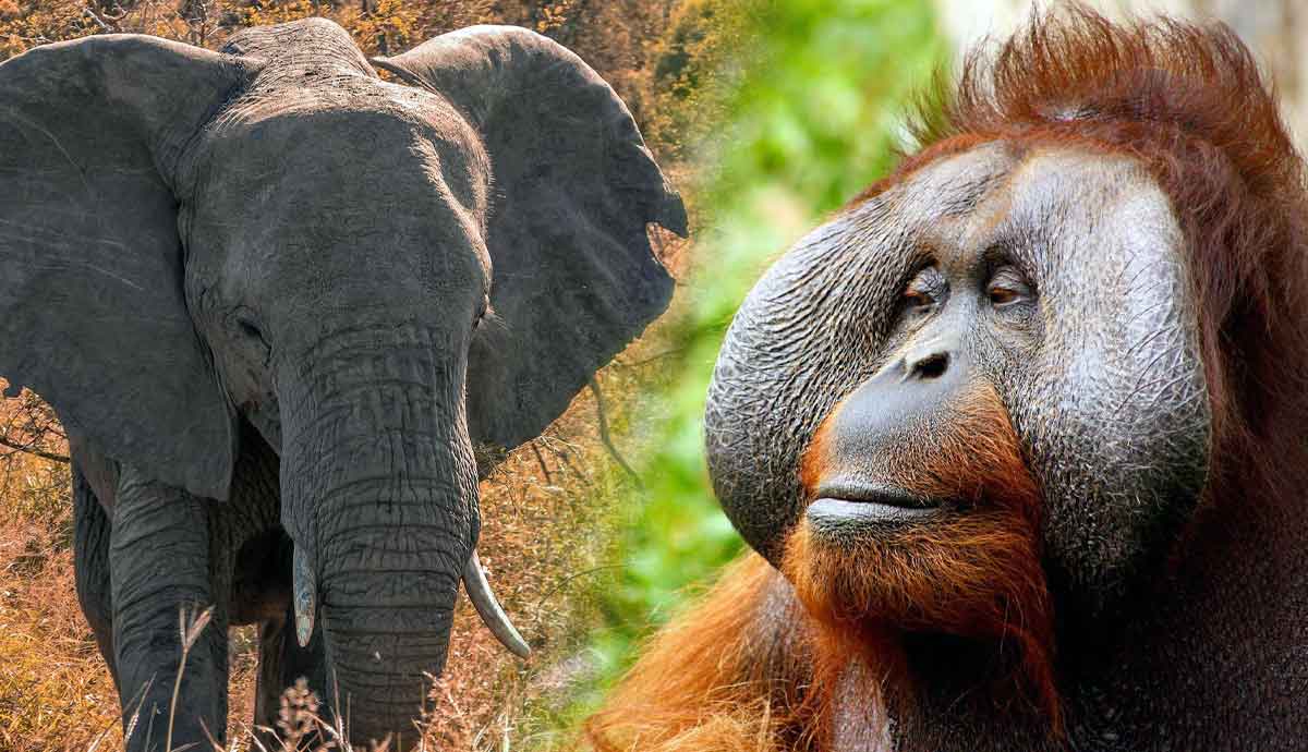 10 Smartest Animals in the World