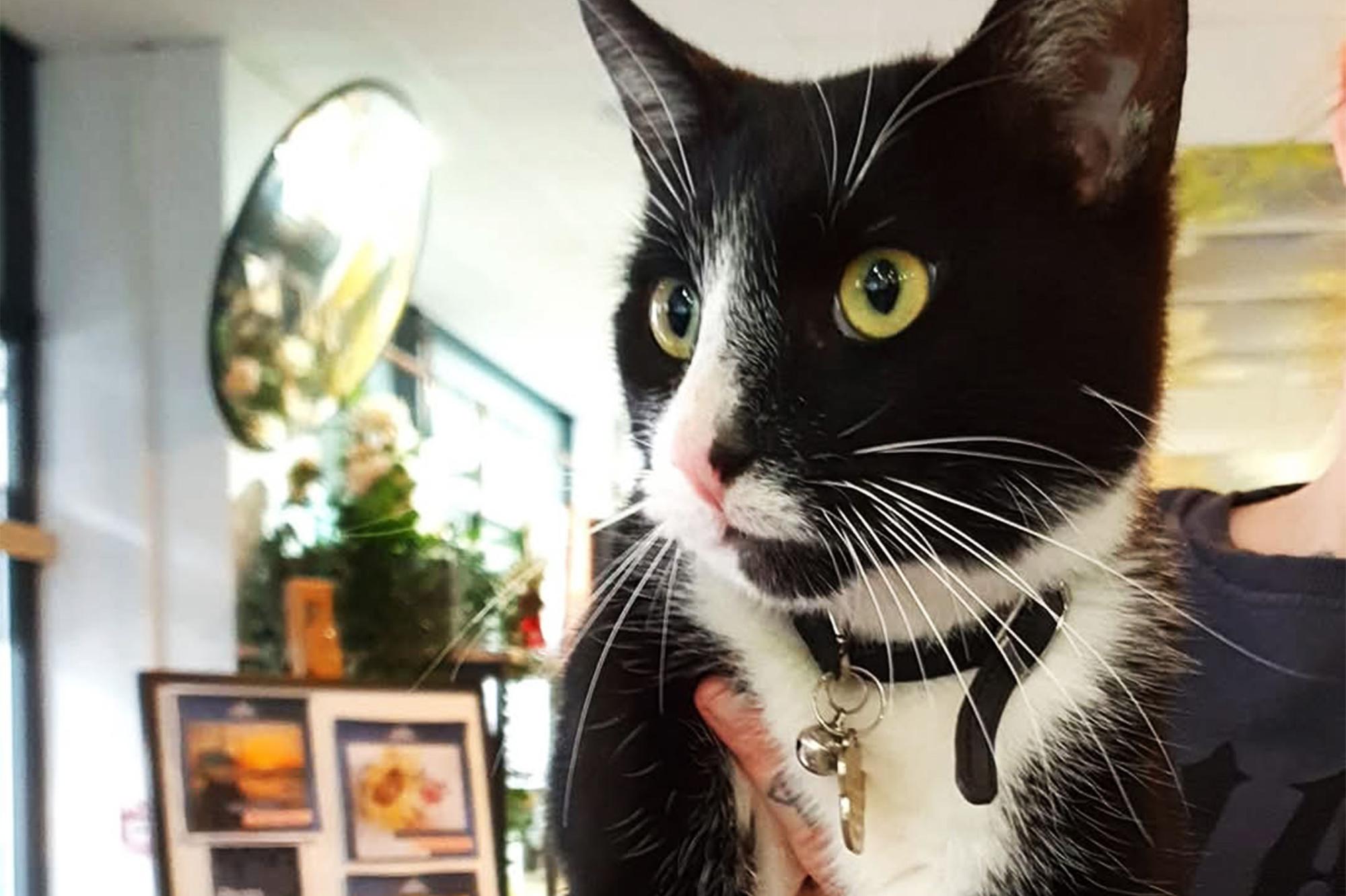 Socks – Blackpool’s Friendly Feline Explorer Wins Hearts Around Town