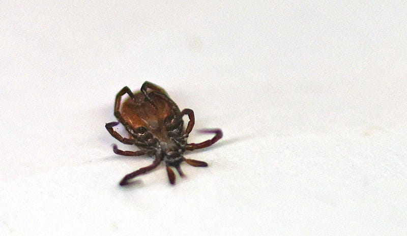 Tick season upon us in WNY