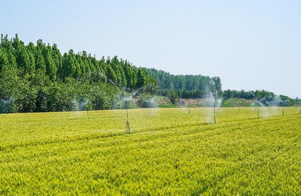 3 Homemade lemon-based drinks for better metabolism