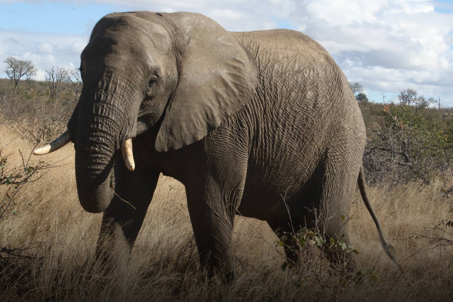Kruger elephant tramples tourist to death