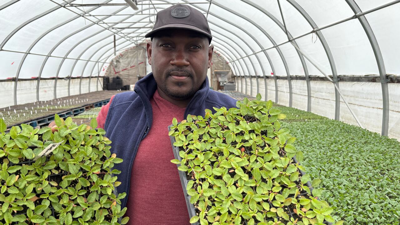 Callaloo crop brings Jamaican farm workers a taste of home