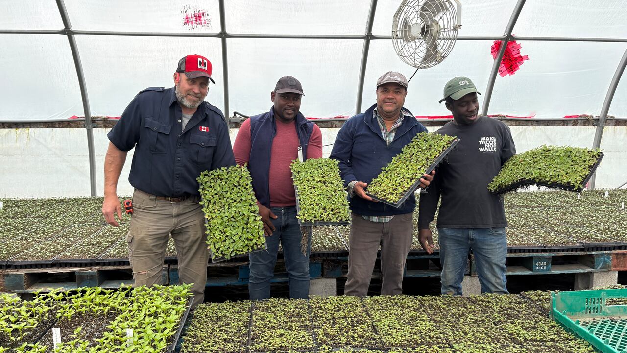 Callaloo crop brings Jamaican farm workers a taste of home