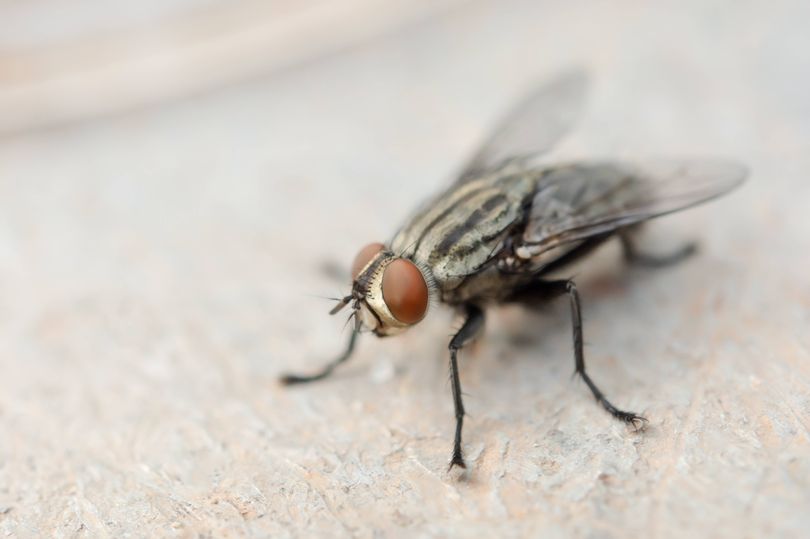 Get rid of house flies for good with two household ingredients