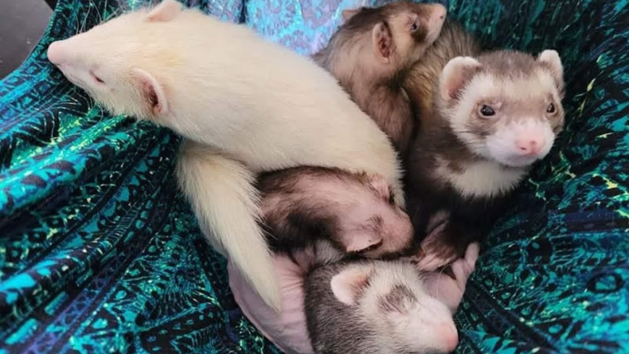 Woman who cared for abandoned ferrets wants past owner to know they had a good life
