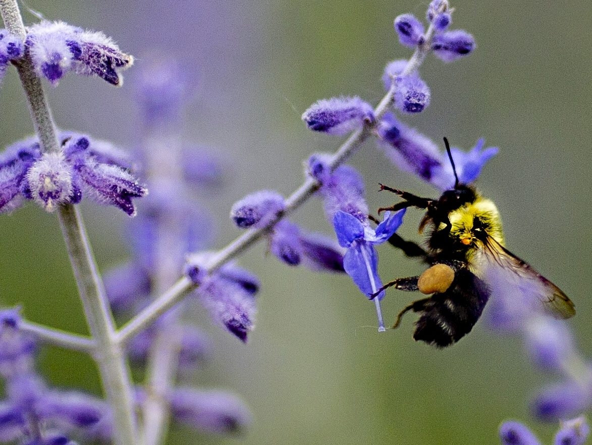 Researchers provide new hope for at-risk humble bumbles