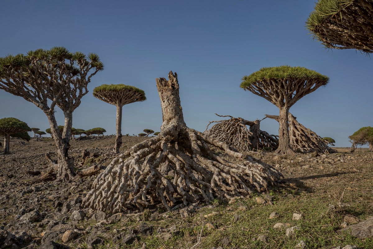 These trees exist on only one island on Earth. The race is on to save them
