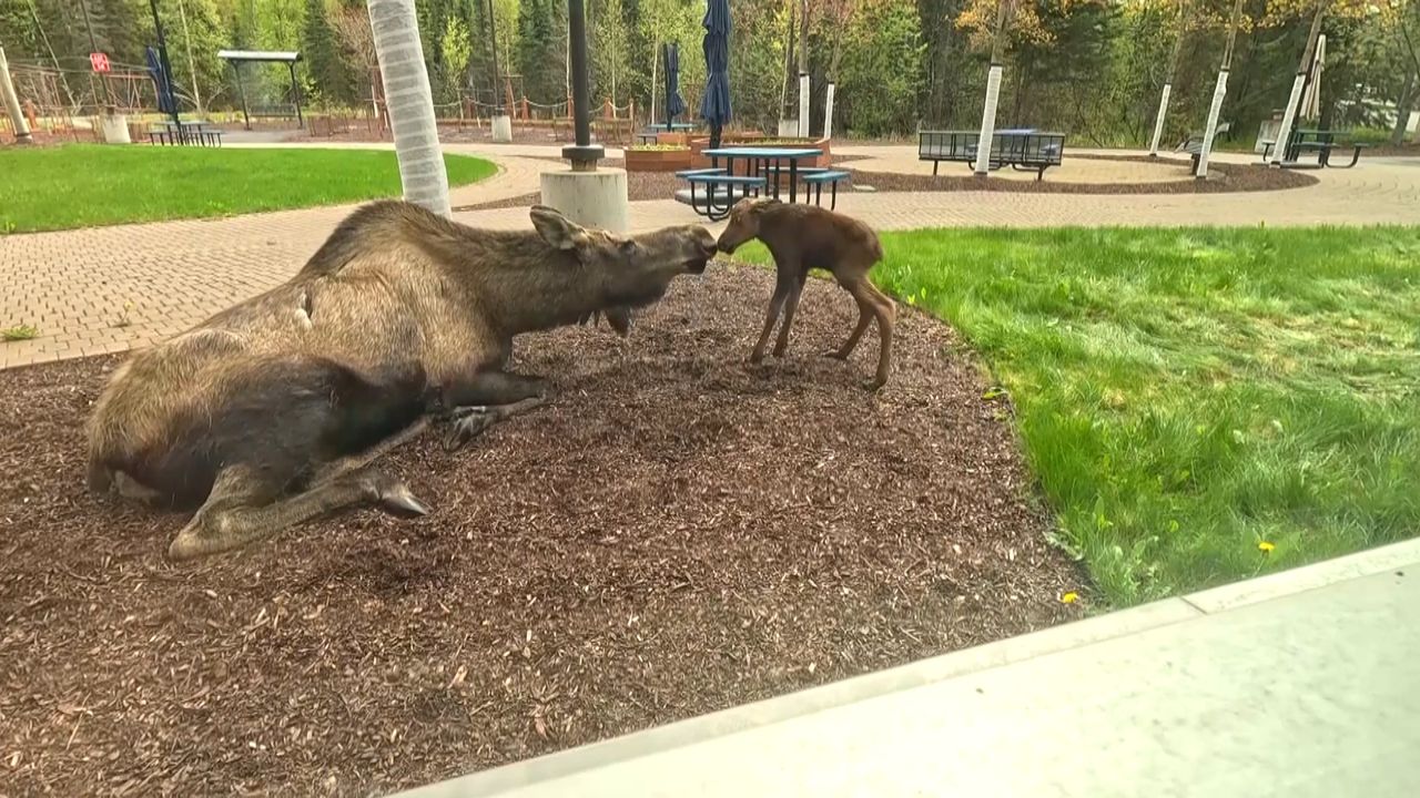 Moose gives birth outside Anchorage's Providence Hospital