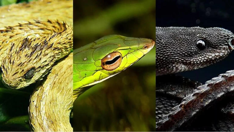 Explore the 10 weirdest snakes in the world including dragon snakes ...