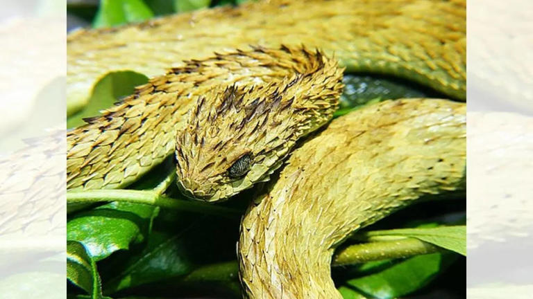 Explore the 10 weirdest snakes in the world including dragon snakes ...