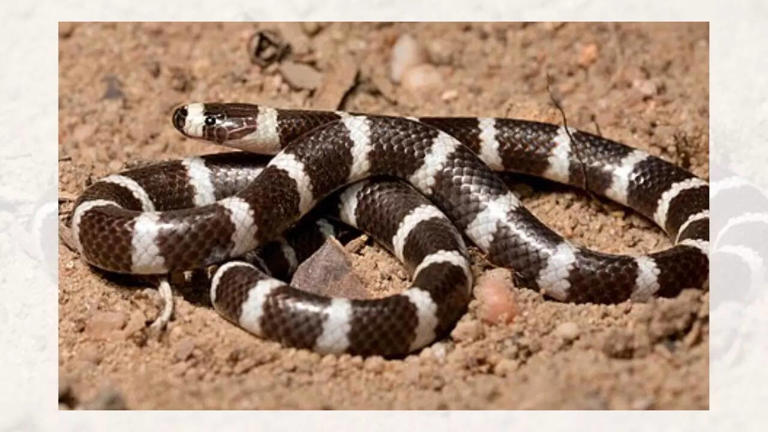 Explore the 10 weirdest snakes in the world including dragon snakes ...