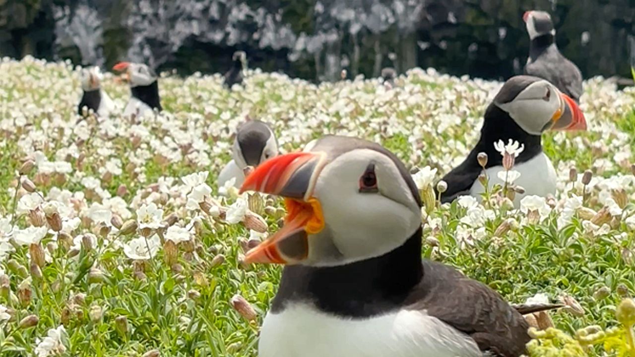 Tourist captures beautiful puffin colonies of UK's Skomer Island