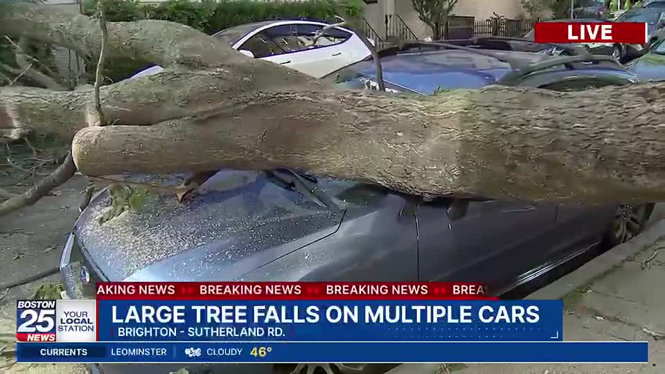 Large tree falls, crushes cars in Boston