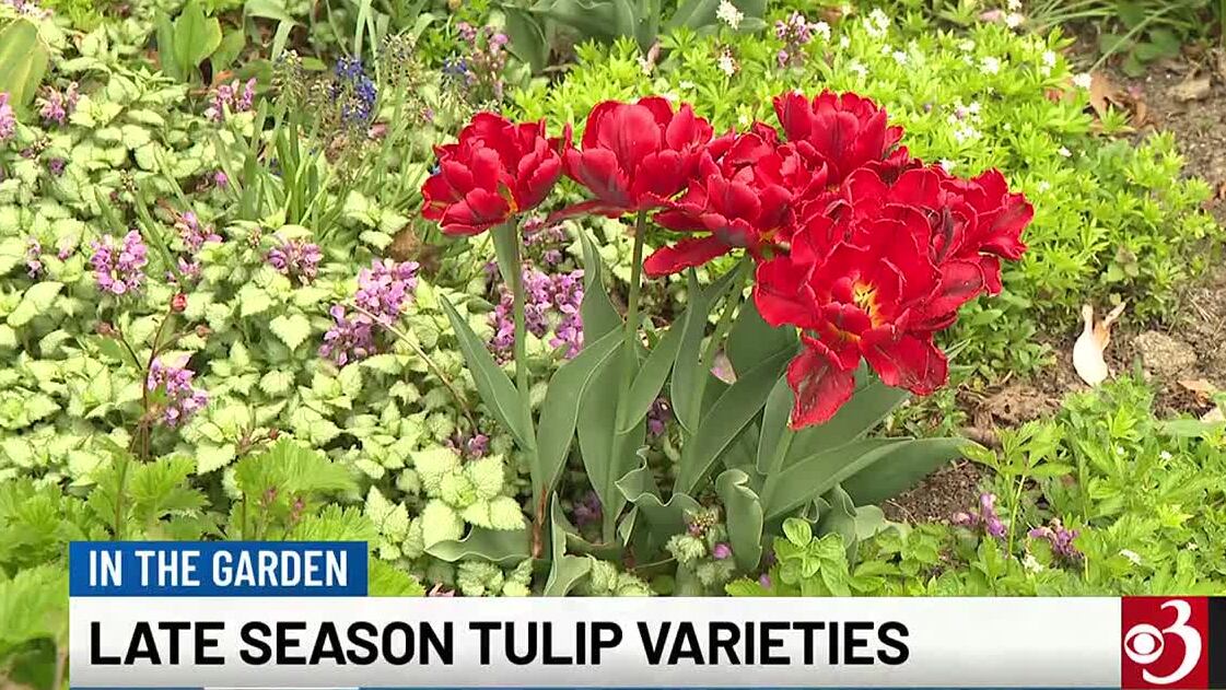 In the Garden: Late season tulip varieties