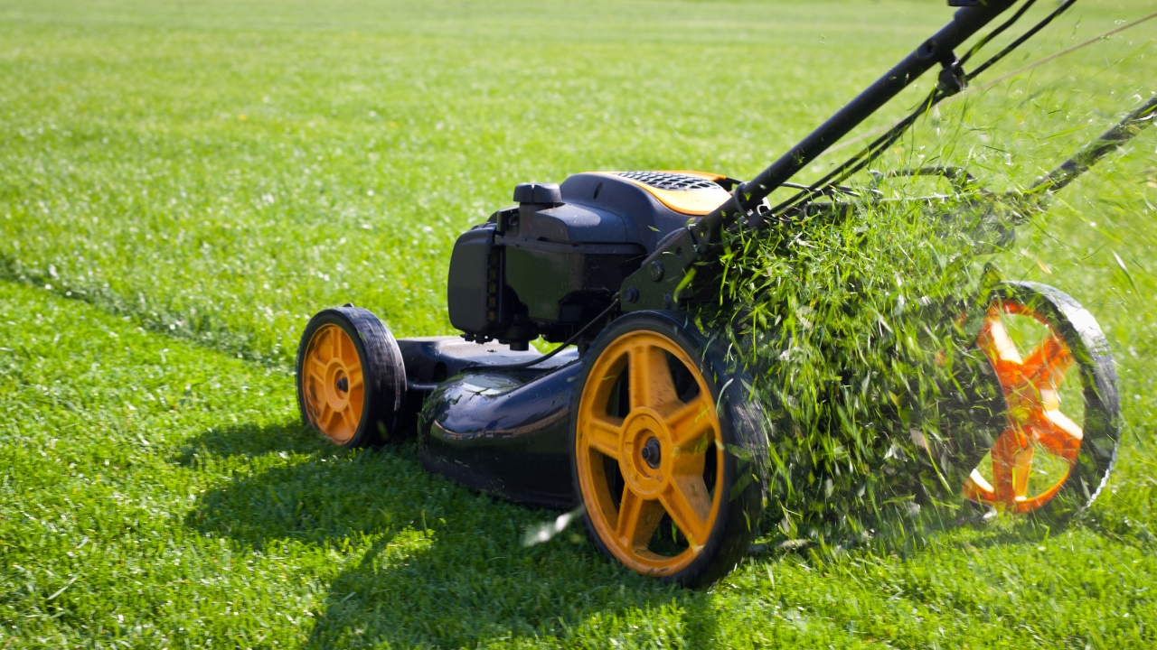 10 Things That Make a Lawn Look Lush Without Chemicals