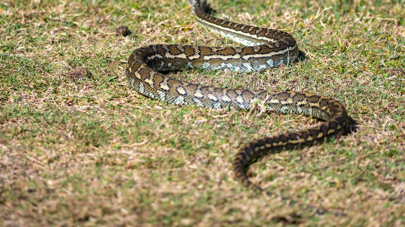 WATCH: Gardener's daring snake encounter captivates millions on TikTok