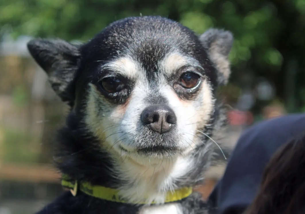 These 17 delightful dogs and puppies at Dogs Trust Merseyside are ...