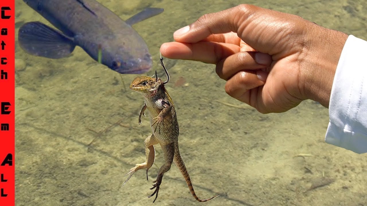 Fishing with a Lizard and a Frog!