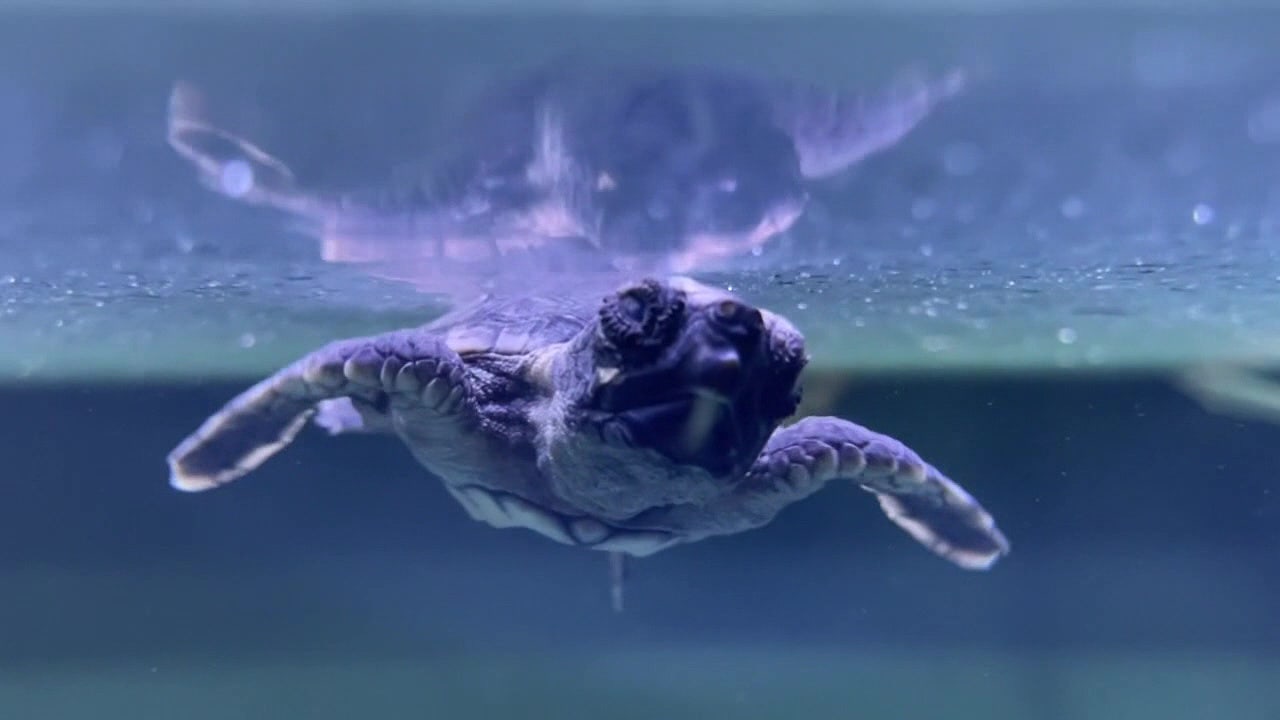 Sea turtle nesting season is in full swing as advocates prepare for ...