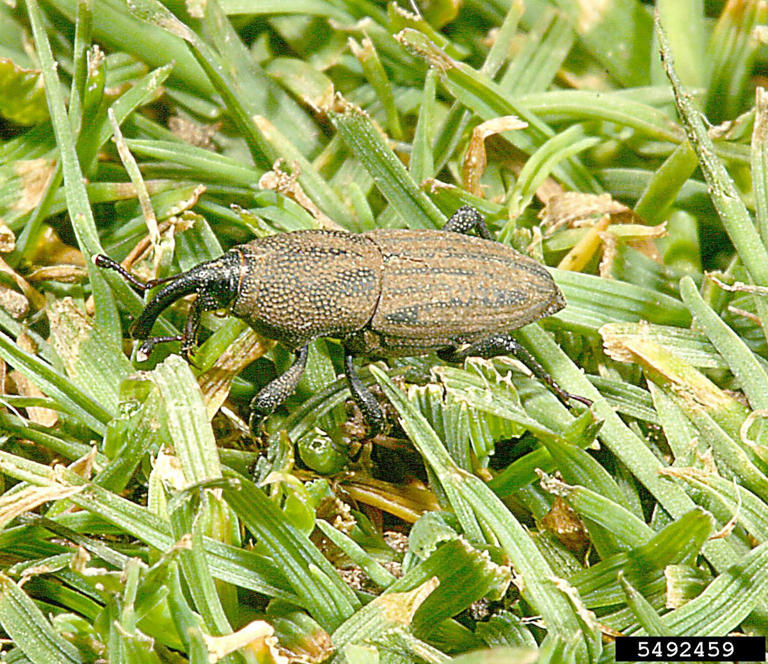 These 6 Common Pests Could Be KILLING Your Grass—Here’s What to Do