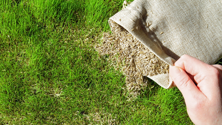 The Popular Grass Seeding Technique You May Want To Skip (And What To ...