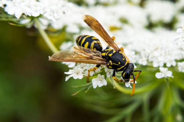 Expert shares 22p hack to keep wasps away from you and your home