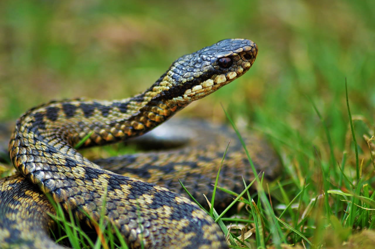 Urgent Warning Raised As Multiple Adder Sightings Reported - What ...