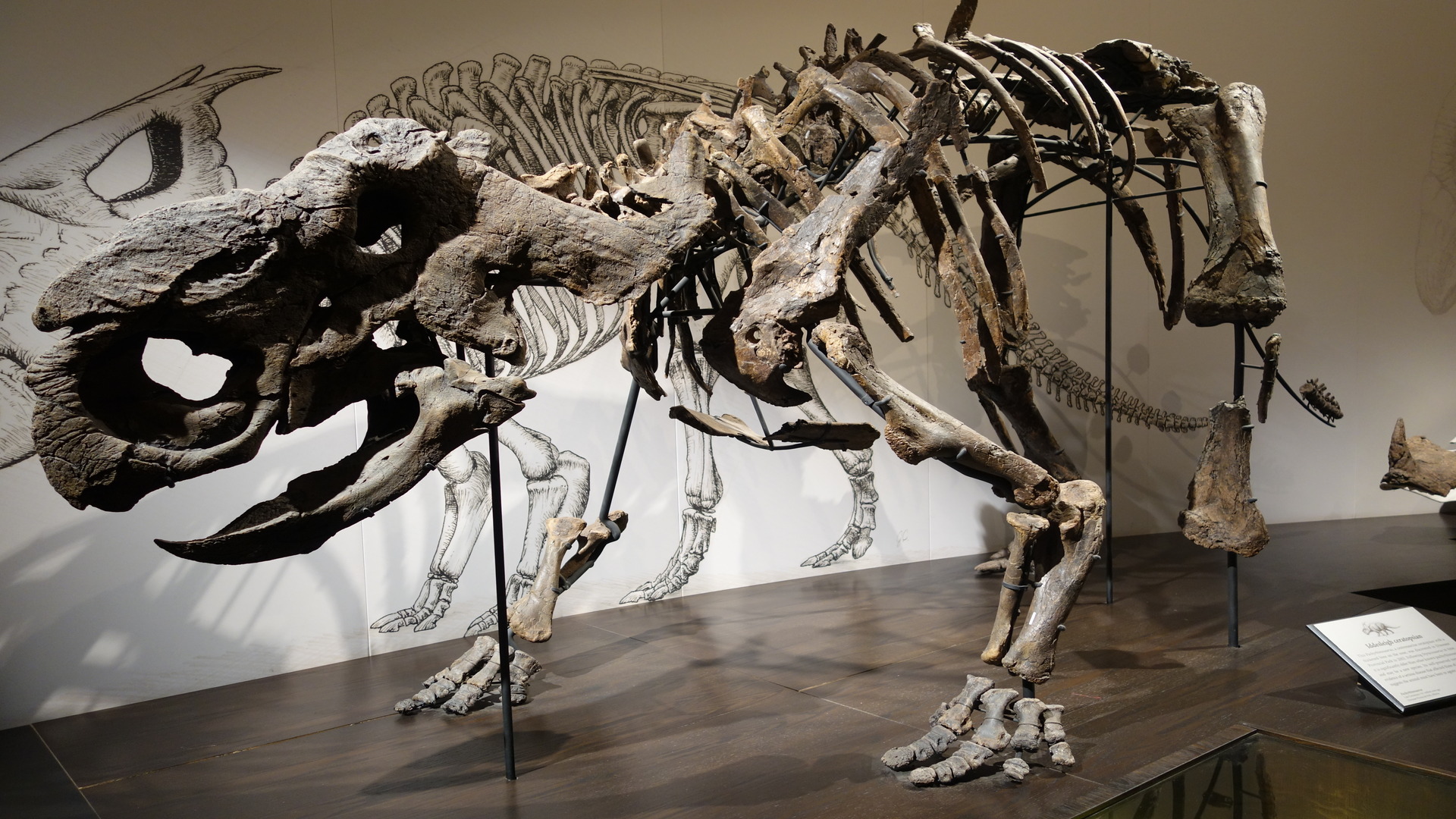 ‘River of Death’: 8,000 dinosaur bones discovered at Canada’s fossil ...