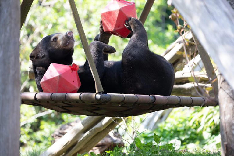 Edinburgh Zoo sun bear in remission following terminal cancer diagnosis