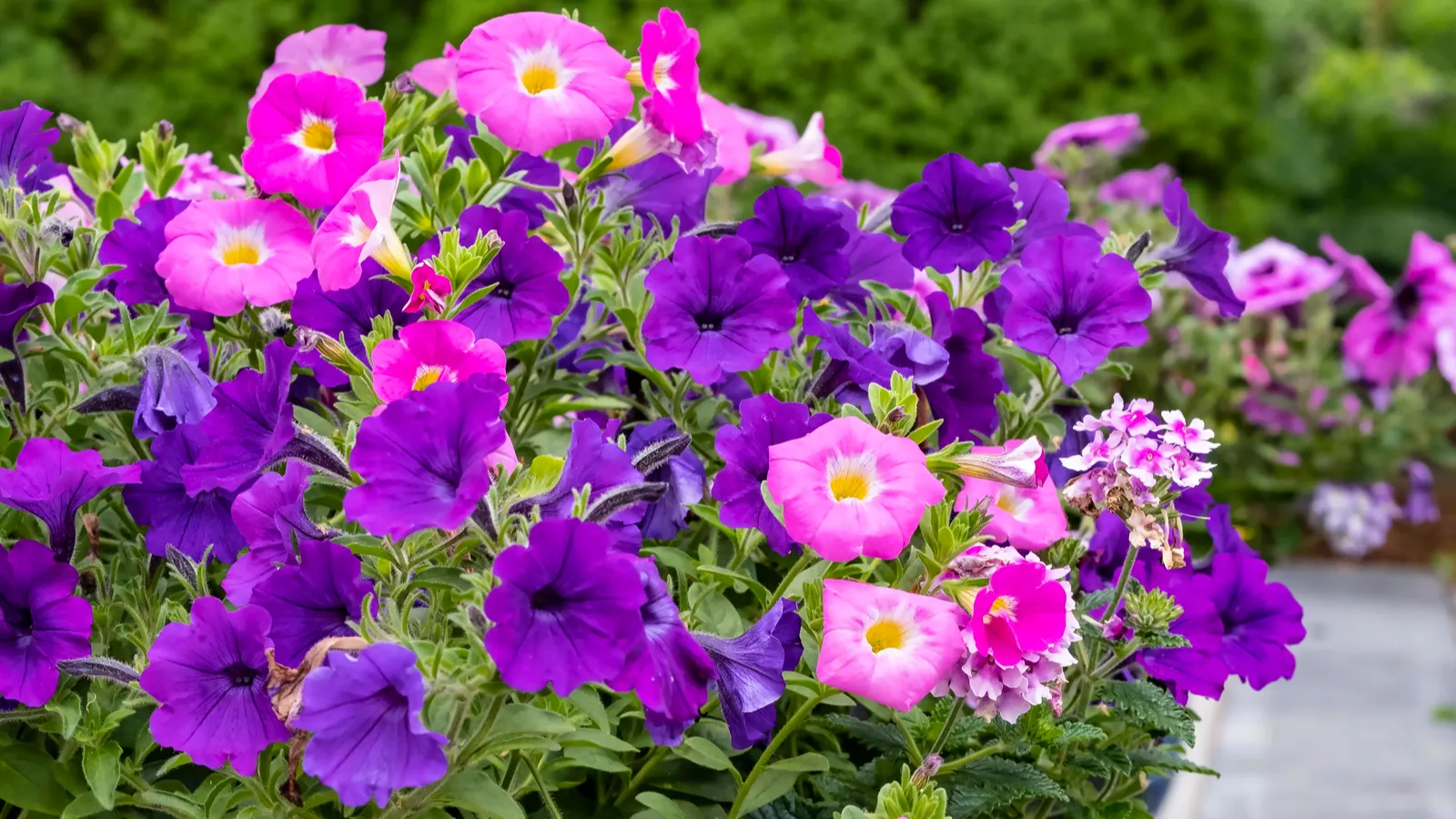 Easy Patio Gardening Tips for More Flowers And Foliage