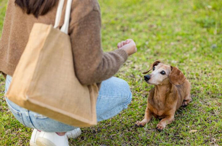 Why Does My Pet Stare at Me While I’m Eating?