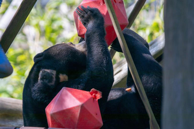 Edinburgh Zoo sun bear in remission following terminal cancer diagnosis