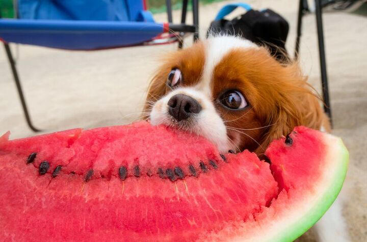 Why Does My Pet Stare at Me While I’m Eating?