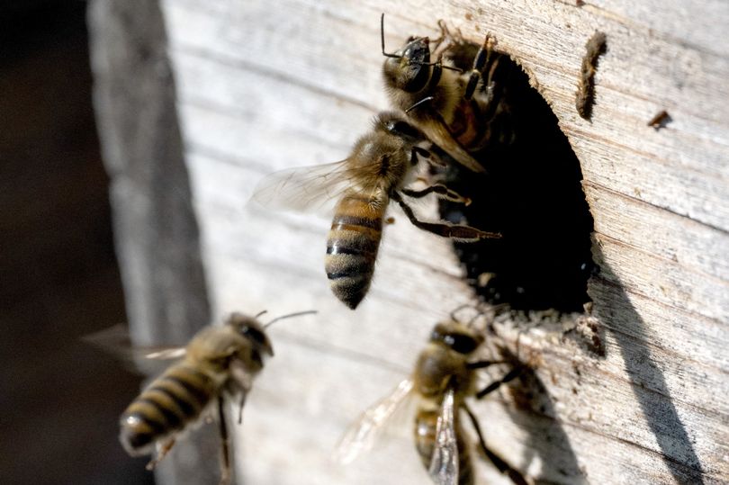 Horror as swarm of bees attack and kill terrified man as he mows lawn