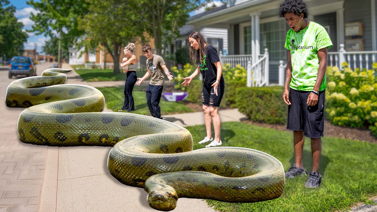 Do we have the world’s largest green anaconda?