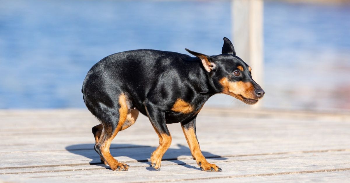Votre chien ou chat colle sa tête contre le mur ? Attention, danger