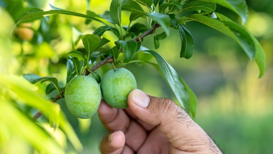 How to Thin Plum Trees in 5 Simple Steps