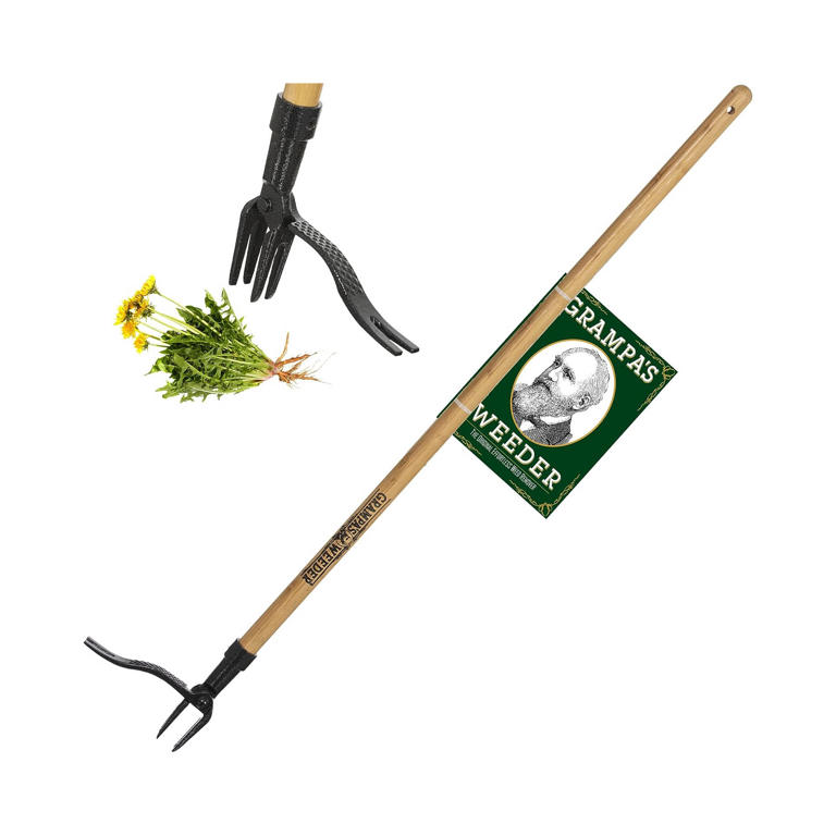 My favorite houseplant is even easier to care for than a spider plant ...