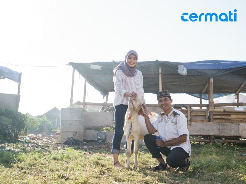 Qurban sapi atau kambing, mana yang lebih baik?