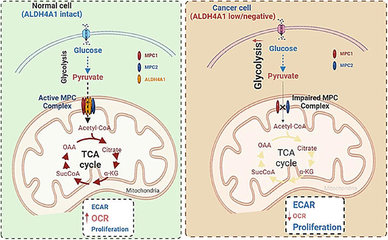 A common enzyme takes on a surprising role in preventing cancer