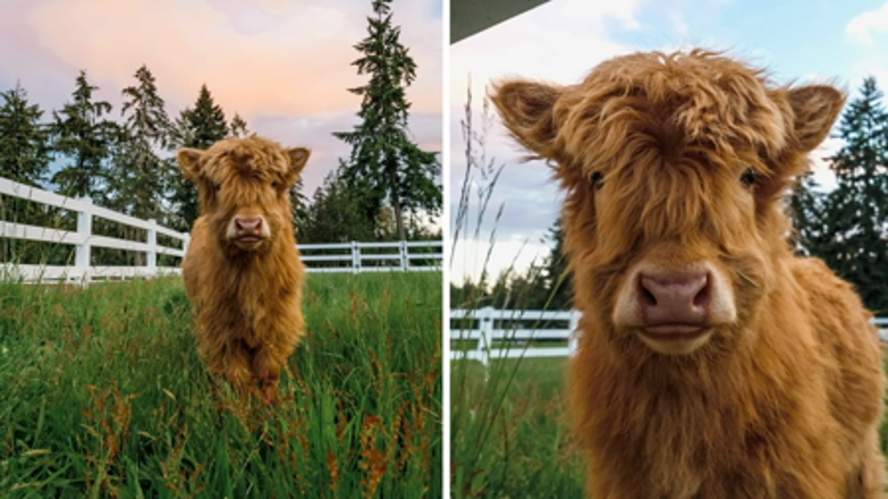 Missing mini Highland calf in Gig Harbor, WA found