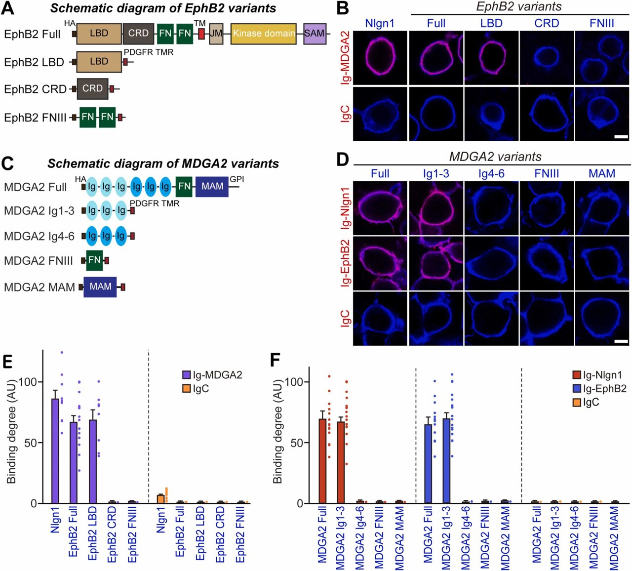 Proteins regulating NMDA receptor function offer hope for targeted ...