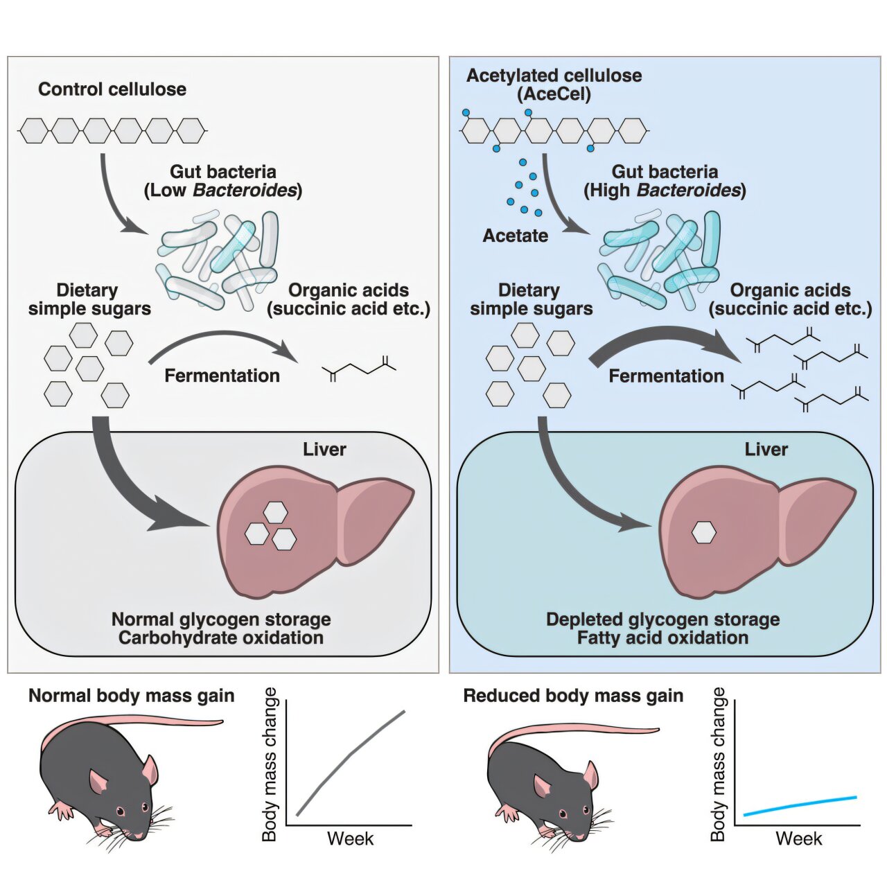 Gut bacteria and acetate team up to cut fat in mice without muscle loss