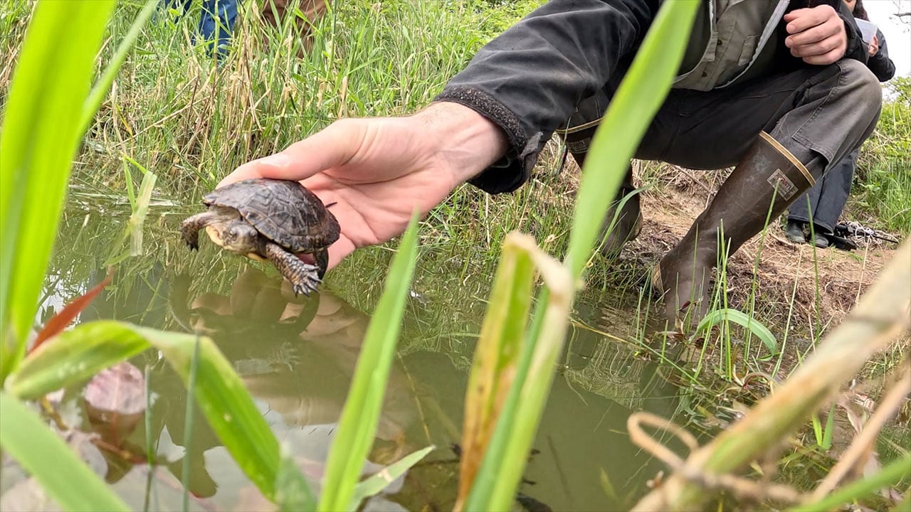 Oregon Zoo-reared northwestern pond turtles released into the wild