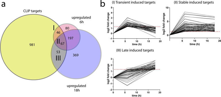 RNA binding proteins found essential for regulatory T cell function and ...