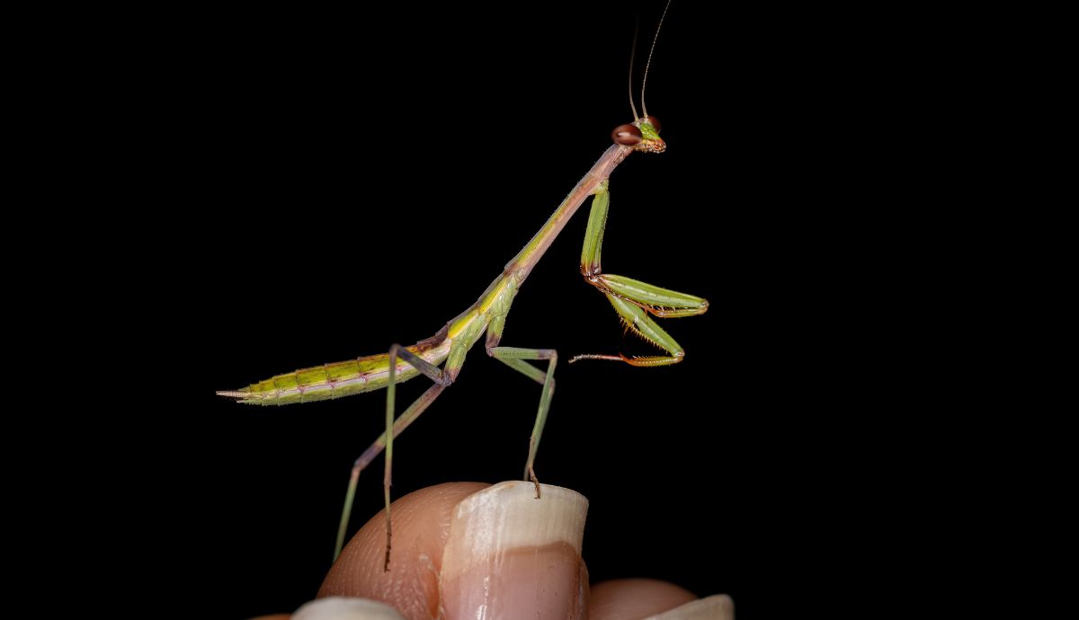 Baby Praying Mantis: Growth, Care, and Feeding