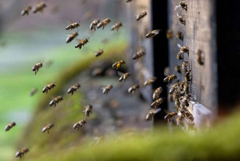 Multiple people treated, transported after Africanized Bee attack