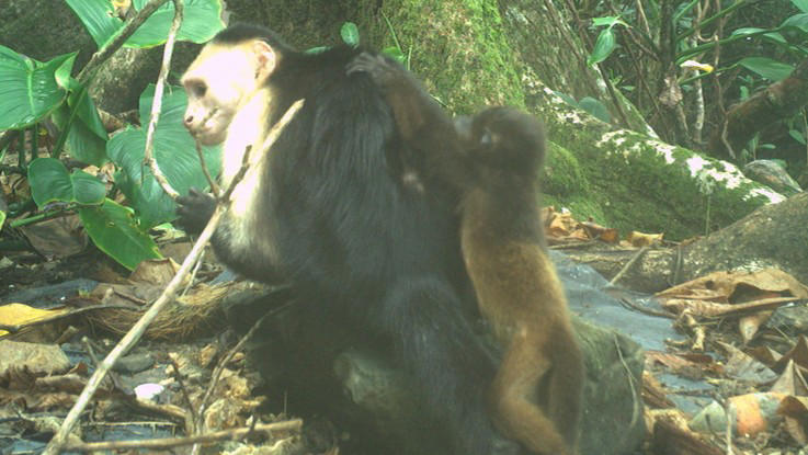 Capuchins have started abducting newborn howler monkeys in bizarre ...