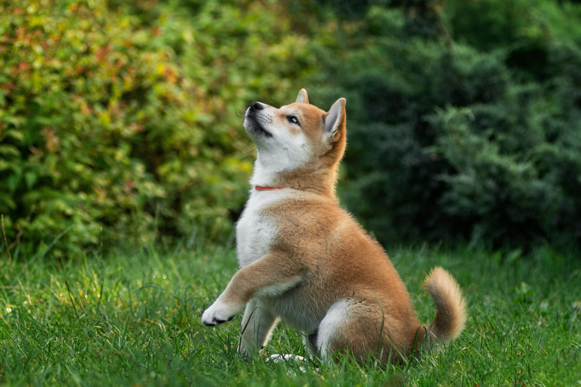 These are the longest-living dog breeds